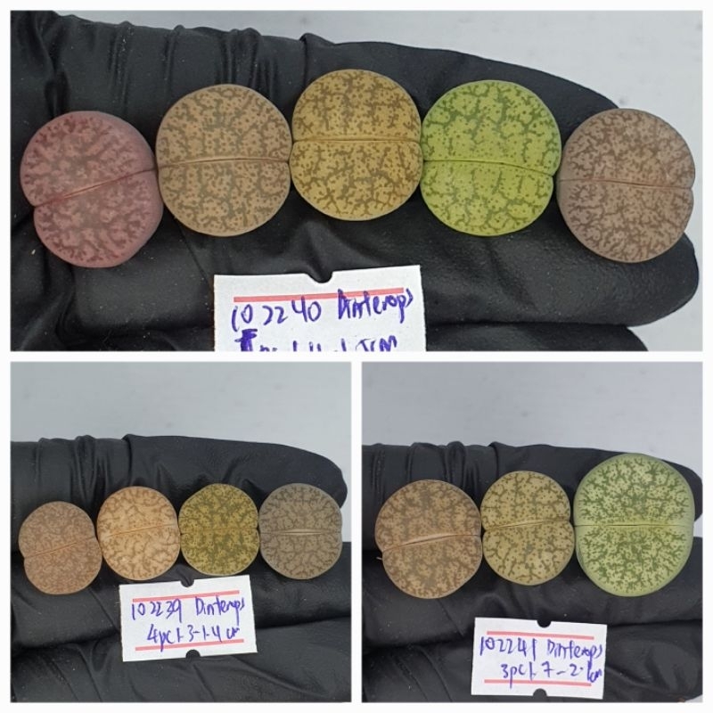 Dinterops 一箭之遥 (Dintheranthus Vanzylii hybrid Lithops Lesliei 灵耀玉 杂 紫熏 ...