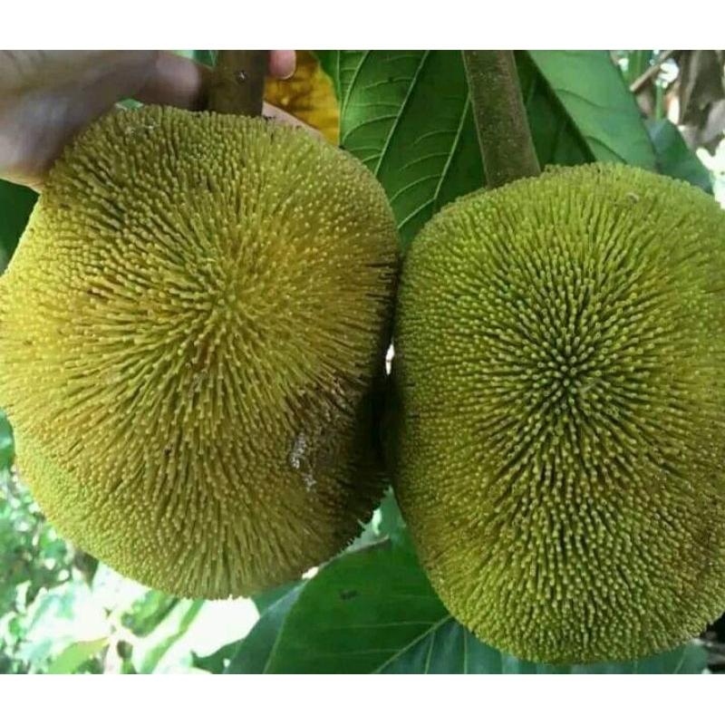 HOT ITEM !!! " ANAK POKOK BUAH TARAP ISI PUTIH " ( TARAP KAHWIN ...