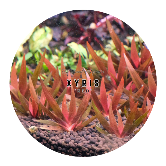 [Aquatic Plant] Xyris Red Huawei Submerged Rare Plants Foreground ...