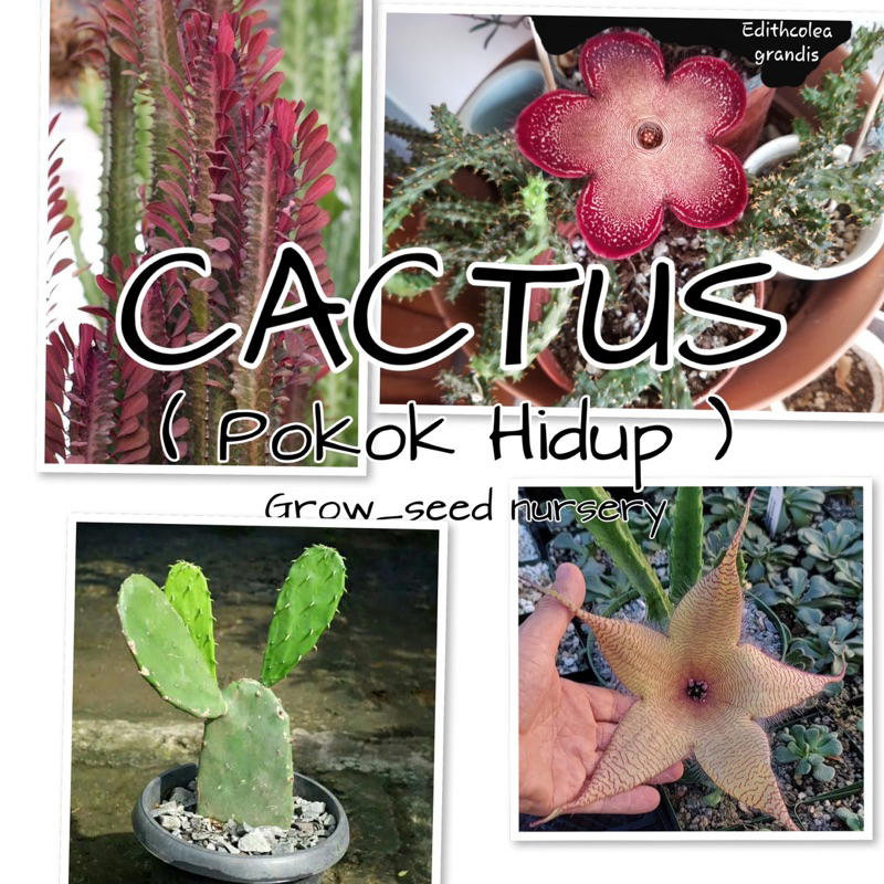 Pelbagai Jenis Pokok Cactus ( pokok hidup ) | Shopee Malaysia