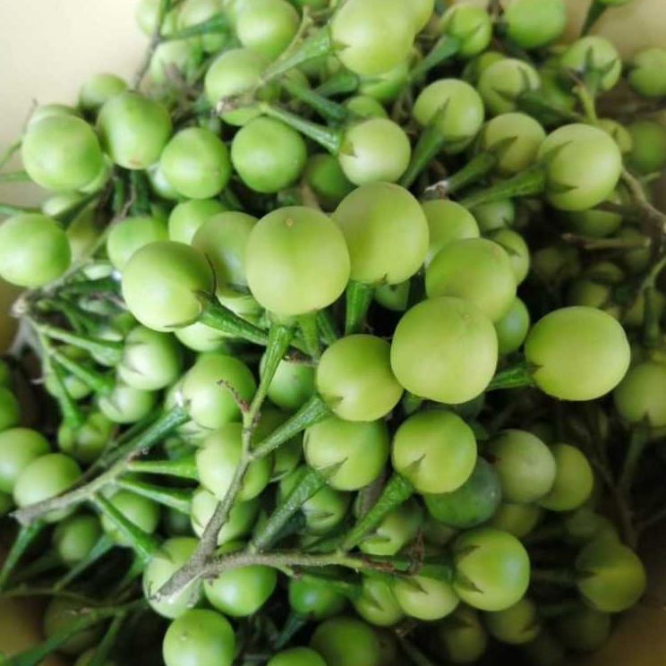 Terung Belanda / Terung Pipit / Rimbang 250g | Shopee Malaysia