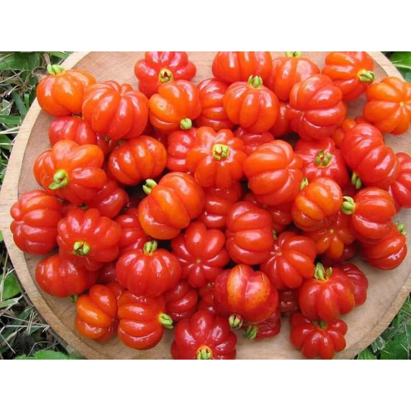 Pokok Cherry Surinam / Cherry Johor | Shopee Malaysia