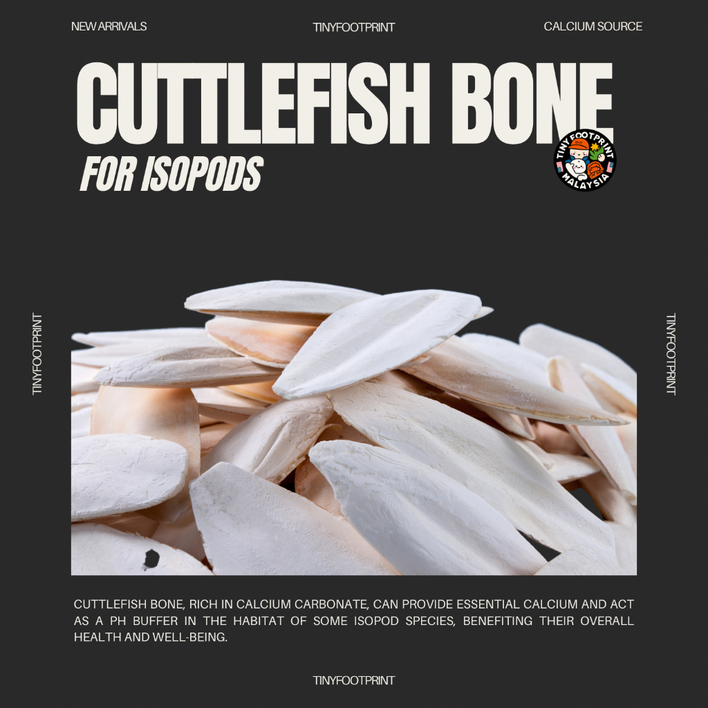 Cuttlefish Bone for Isopods / Tulang sotong / Cuttlefish Bone For Bird ...