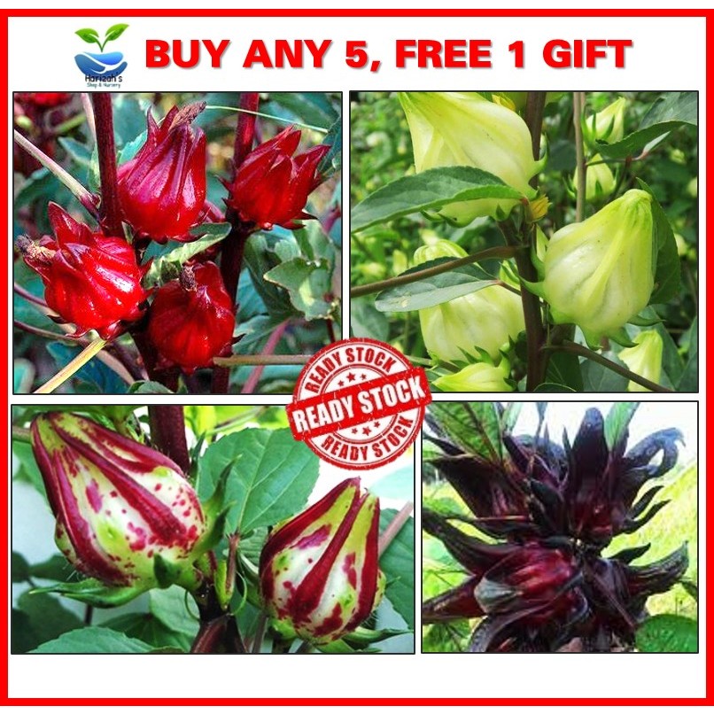 Biji benih ROSELLE Merah / Putih / Belang Candy Stripe / Morocco Red ...