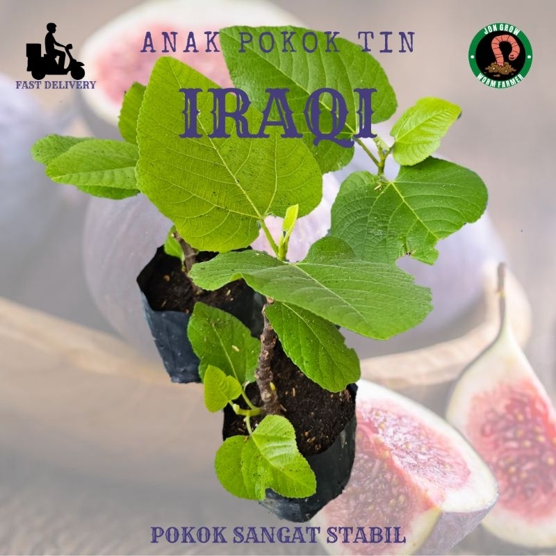 Anak Pokok Tin Iraqi/Fig Tree Iraqi | Shopee Malaysia