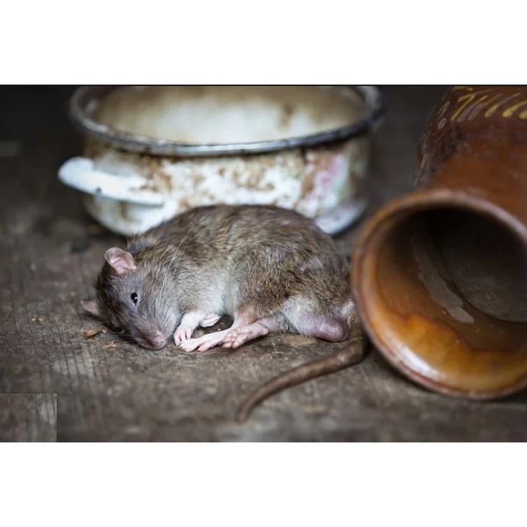 Repack MATIKUS Umpan Tikus Racun Tikus Mouse Bait Pest Control Mouse ...