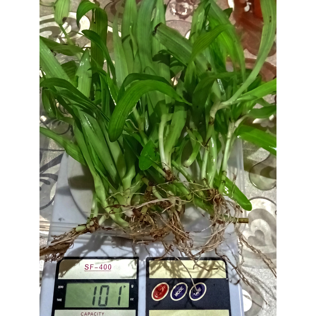 Rumput Siti khadijah SEGAR Beijing Grass 100 gram rawatan Herba ...