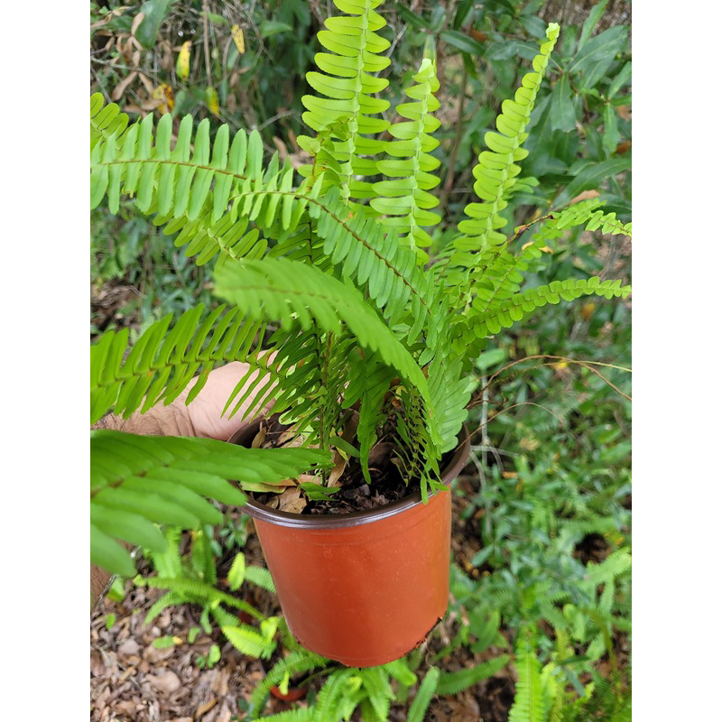 Boston Fern Pokok paku pakis hiasan ( pokok hidup ) | Shopee Malaysia
