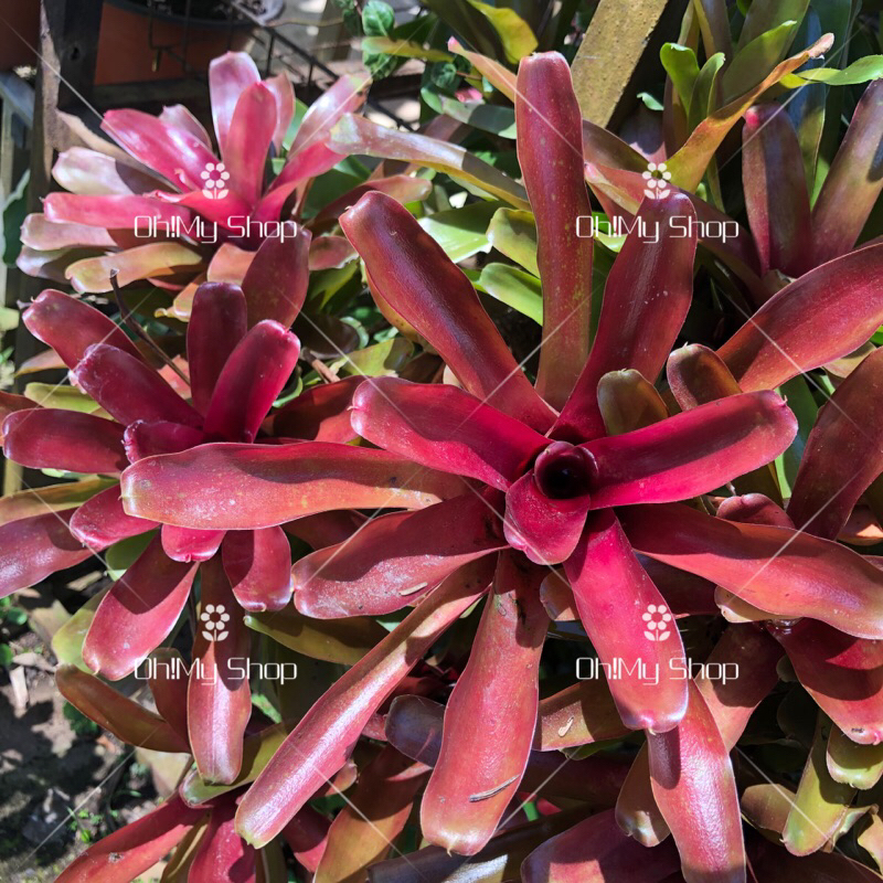 Bromeliad 🪴 Neoregelia Fireball 🪴Anak pokok🪴 Bunga Gantung | Shopee ...