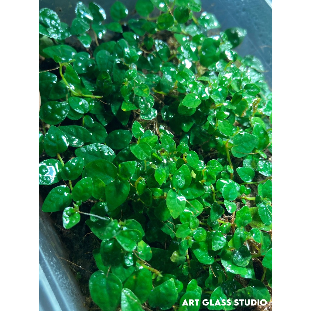 [BUY2FREE1] Ficus Pumila Miniature Oakleaf Fig/creeping fig/terrarium ...