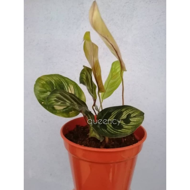 Anak Pokok Calathea Makoyana/ Peacock Plant | Shopee Malaysia