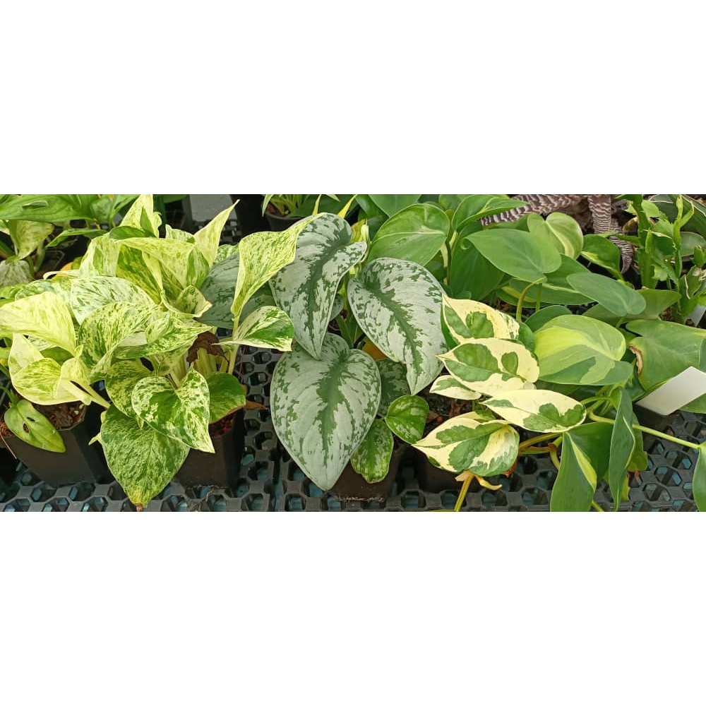 Pothos Money Plant Real Live Plant with Pot Marble Queen Golden NJoy ...