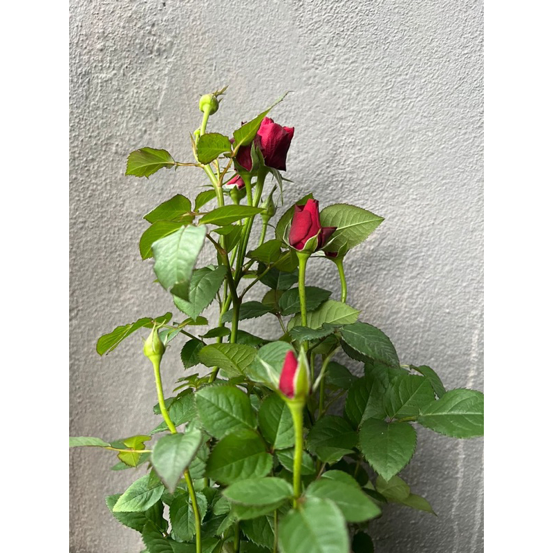 Ros Cameron Merah Sudah berbunga 🌹 | Shopee Malaysia