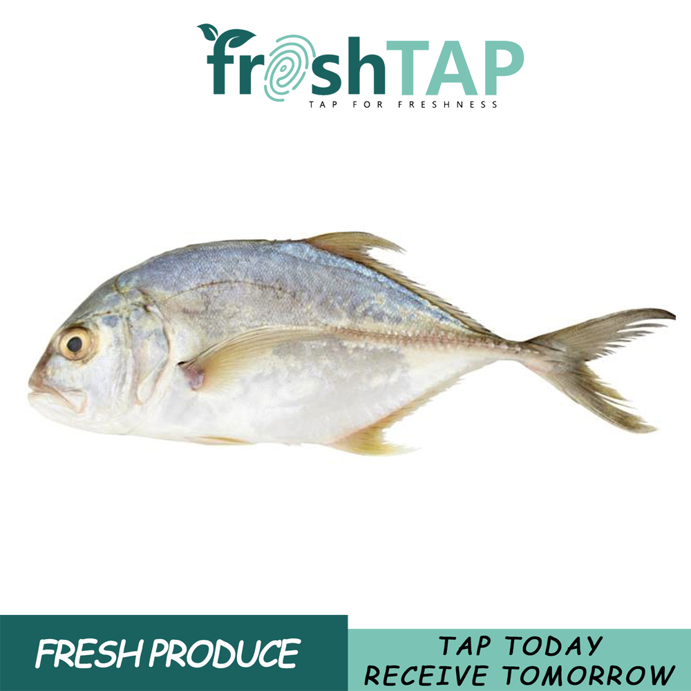 Ikan Nyok-Nyok 1 Ekor (800gm) | Shopee Malaysia
