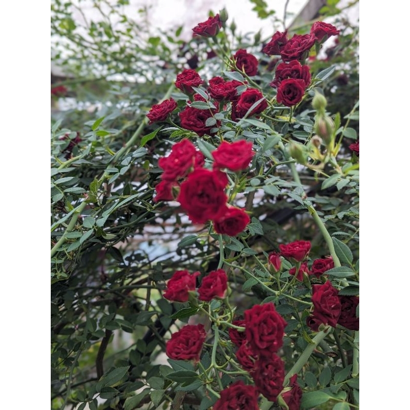 Keratan Batang Bunga Ros mini Climbing red color(1pcs) (free 1 keratan ...