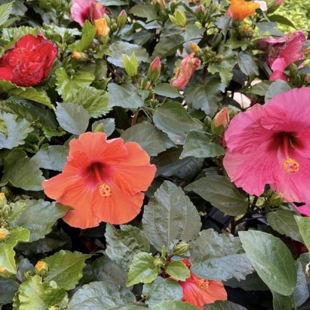 POKOK BUNGA RAYA RENEK random colour (Random) Hibiscus Flower/ Bunga ...