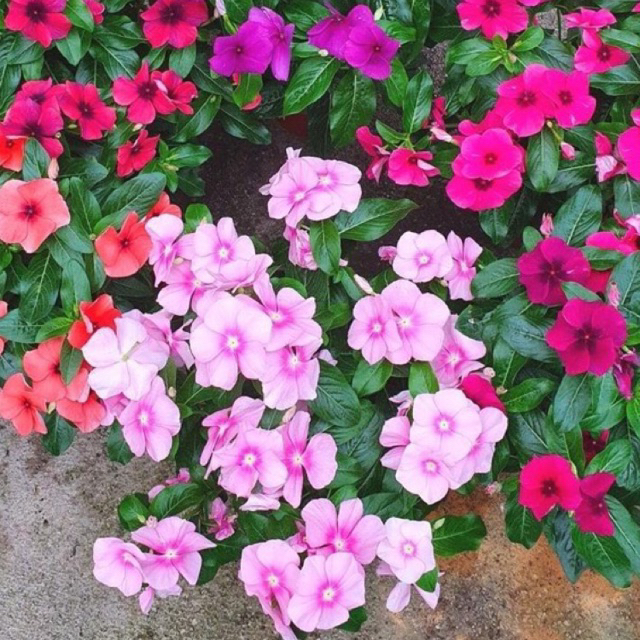 bunga Vinca random pelbagai warna [Random] Periwinkle / Vinca / 长春花 ...