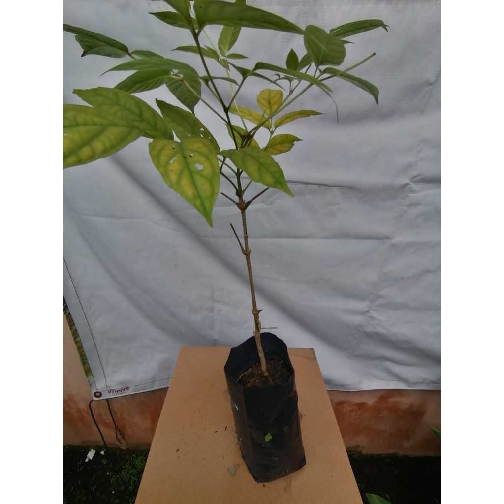 pokok ulam beko -beka, dalam polybag (pokok ulam) | Shopee Malaysia