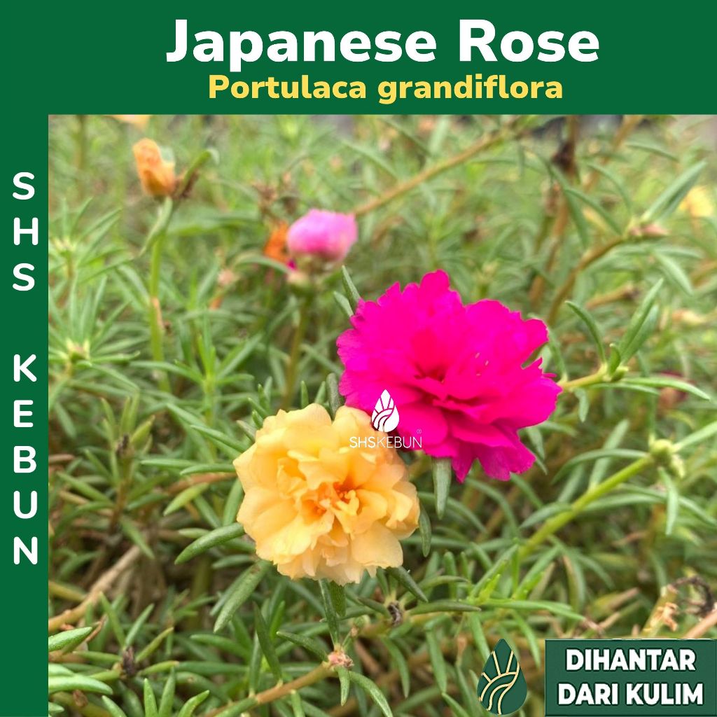 Pokok Japanese Rose Plants Portulaca Ros Jepun Moss Rose Live Plant ...