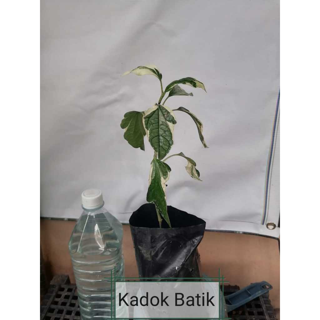 pokok kadok batik, dalam polybag (pokok herba) | Shopee Malaysia