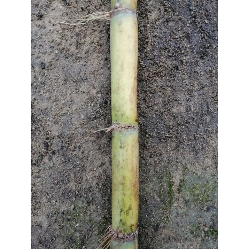 Keratan batang tebu segar dari ladang untuk anak benih 15cm saiz ...