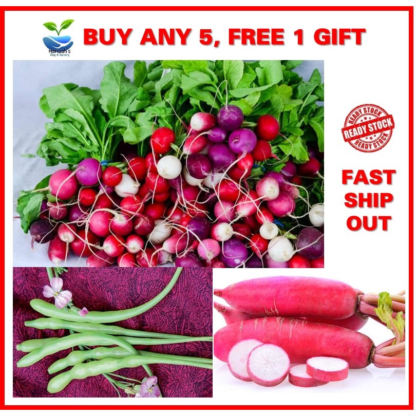 RARE RADISH seed Cherry / Long Red / Purple Turnip / Rat Tail Radish ...