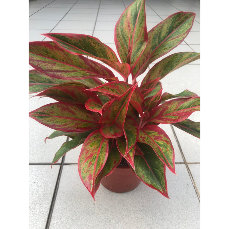 Aglaonema red gold / siam aurora (15cm pot) premium | Shopee Malaysia
