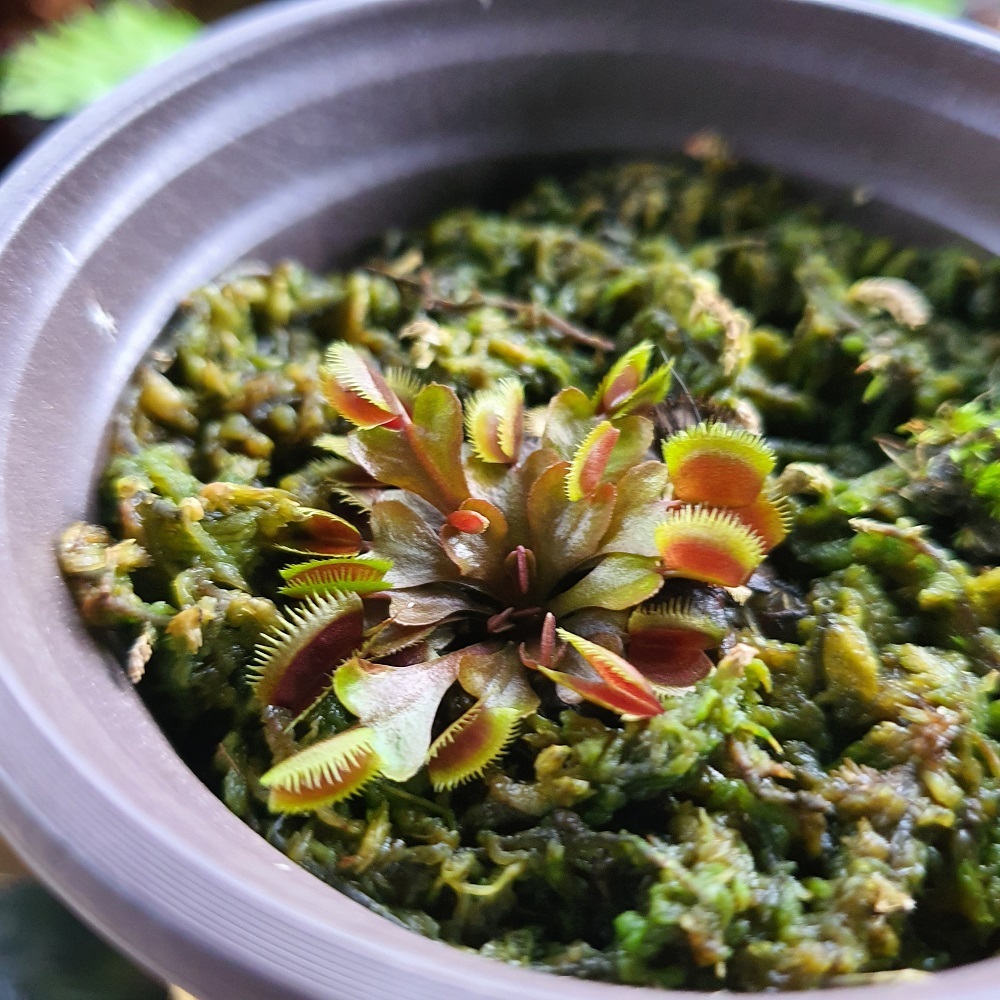 [Carnivorous Plant] Vernus Fly Trap - Merah @ pokok perangkat lalat ...