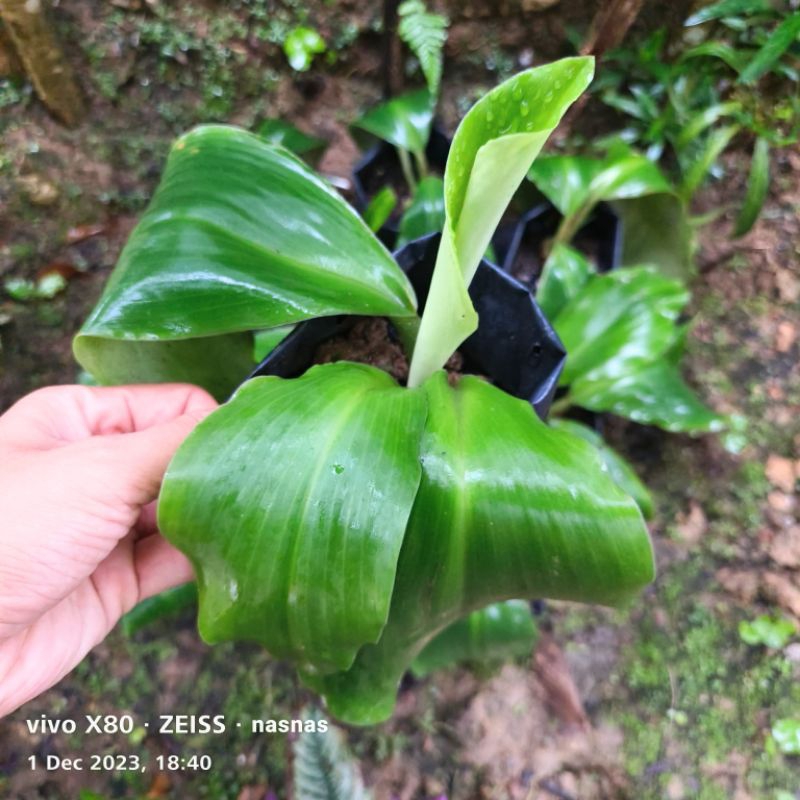 Anak Pokok Cekur Kencur Sayur Ulam - Dalam Polybag | Shopee Malaysia