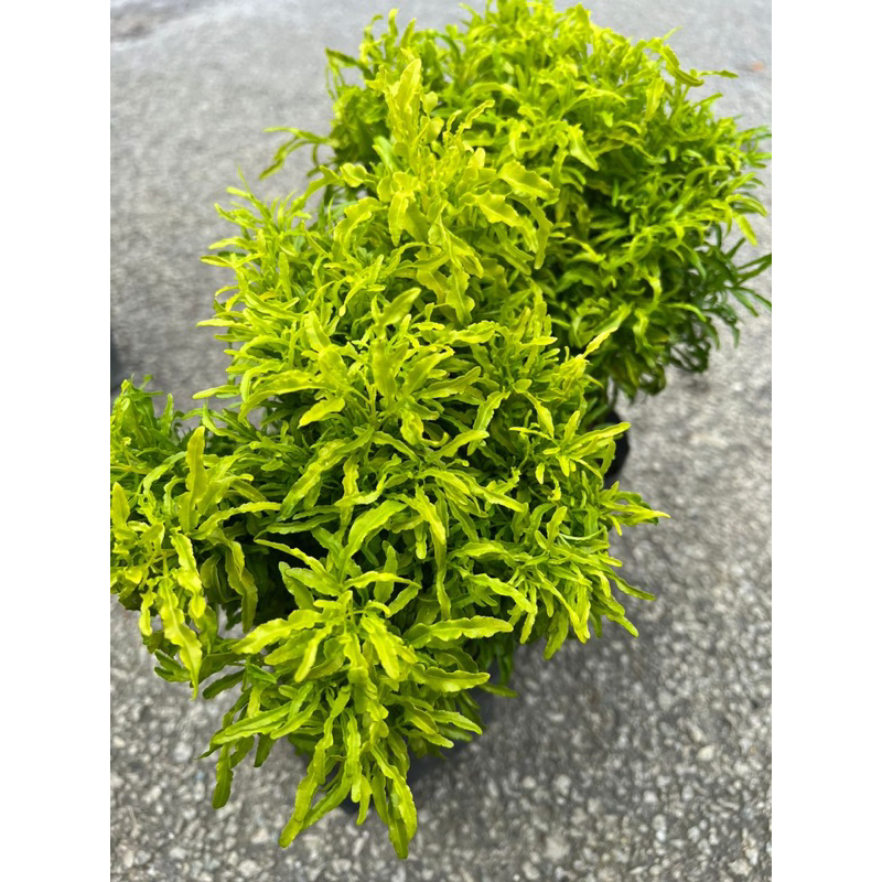 Tong Mas Pokok Pagar Lanskap Rumah / Tong Mas | Shopee Malaysia