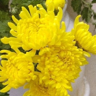 Pokok Bunga Kekwa Kampung Kuning Bunga Besar | Shopee Malaysia