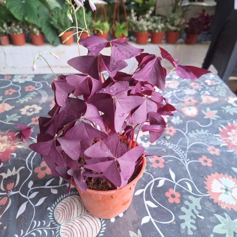 Bunga Rama Rama pokok hiasan indoorplant | Shopee Malaysia
