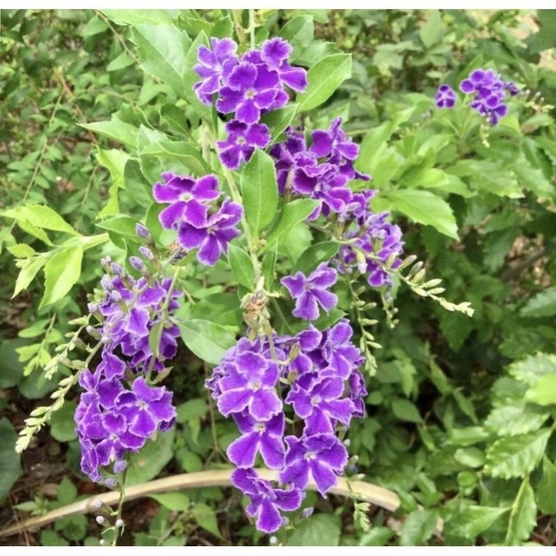 Duranta purple / bunga langit Outdoor plant | Shopee Malaysia