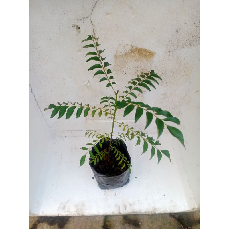 pokok kari saiz kecil dalam polybag. | Shopee Malaysia
