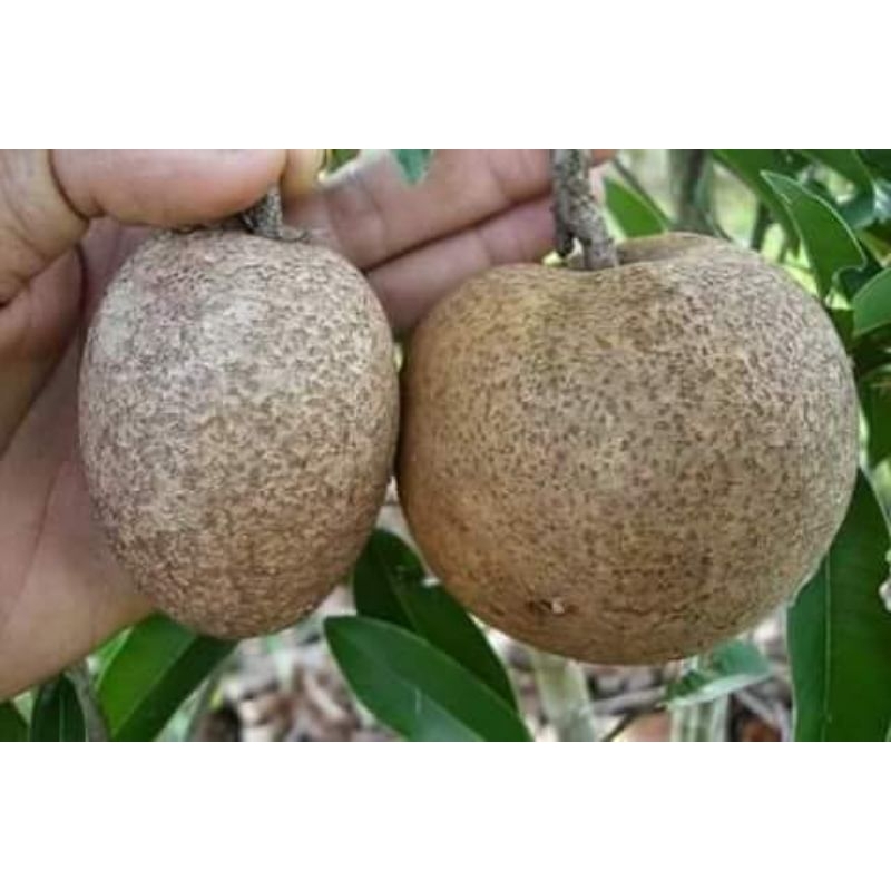 ANAK POKOK HYBRID CIKU MEGA BUAH BESAR CEPAT BERBUAH BOLEH TANAM DALAM ...