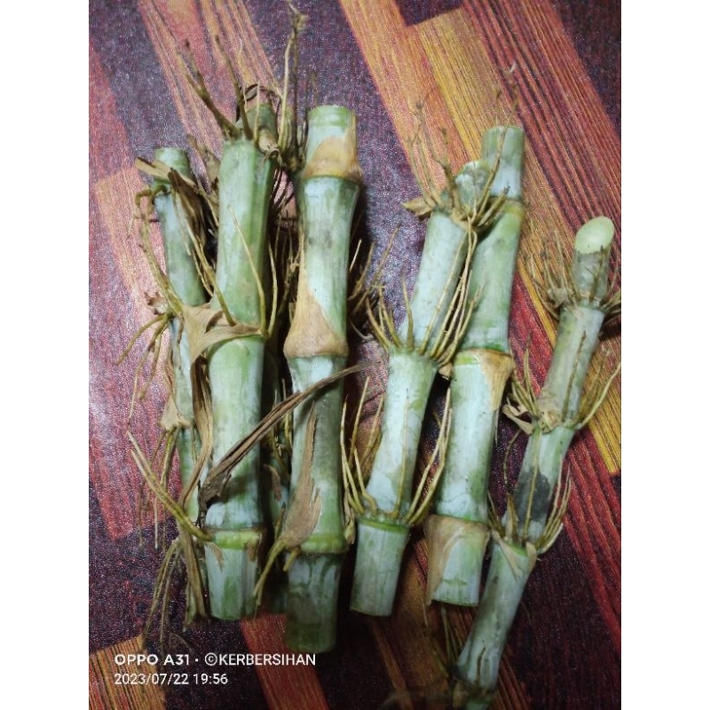 BENIH RUMPUT NAPIER ORIGINAL JAKRAPAT 1KG | Shopee Malaysia