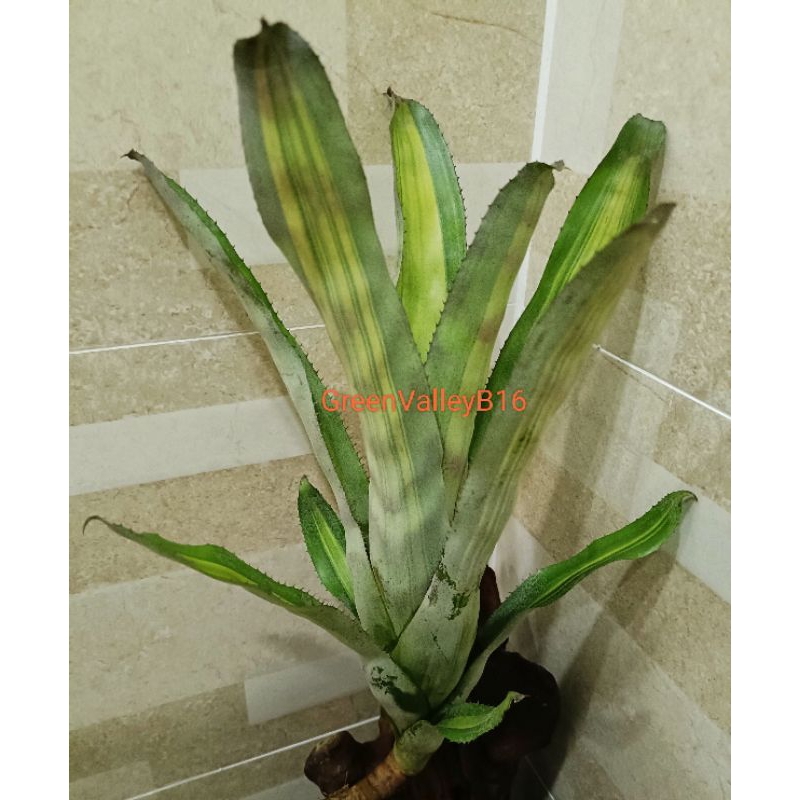 Bromeliad Aechmea Galaxy Variegata (Rare Plant) | Shopee Malaysia