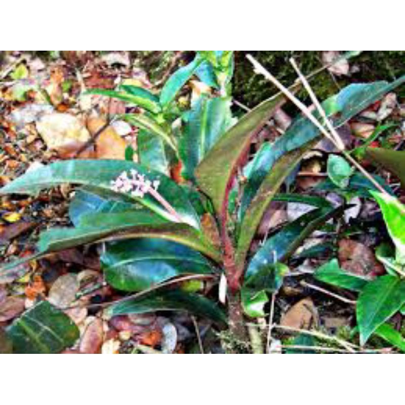Pokok Kacip Fatimah (Labisia Pumila) | Shopee Malaysia