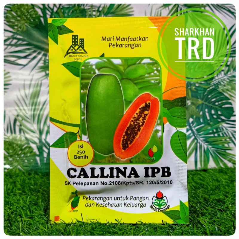 Paket 250 Biji PEPAYA CALLINA IPB Biji Benih Betik Calina California ... Paket 250 Biji PEPAYA CALLINA IPB Biji Benih Betik Calina California ...