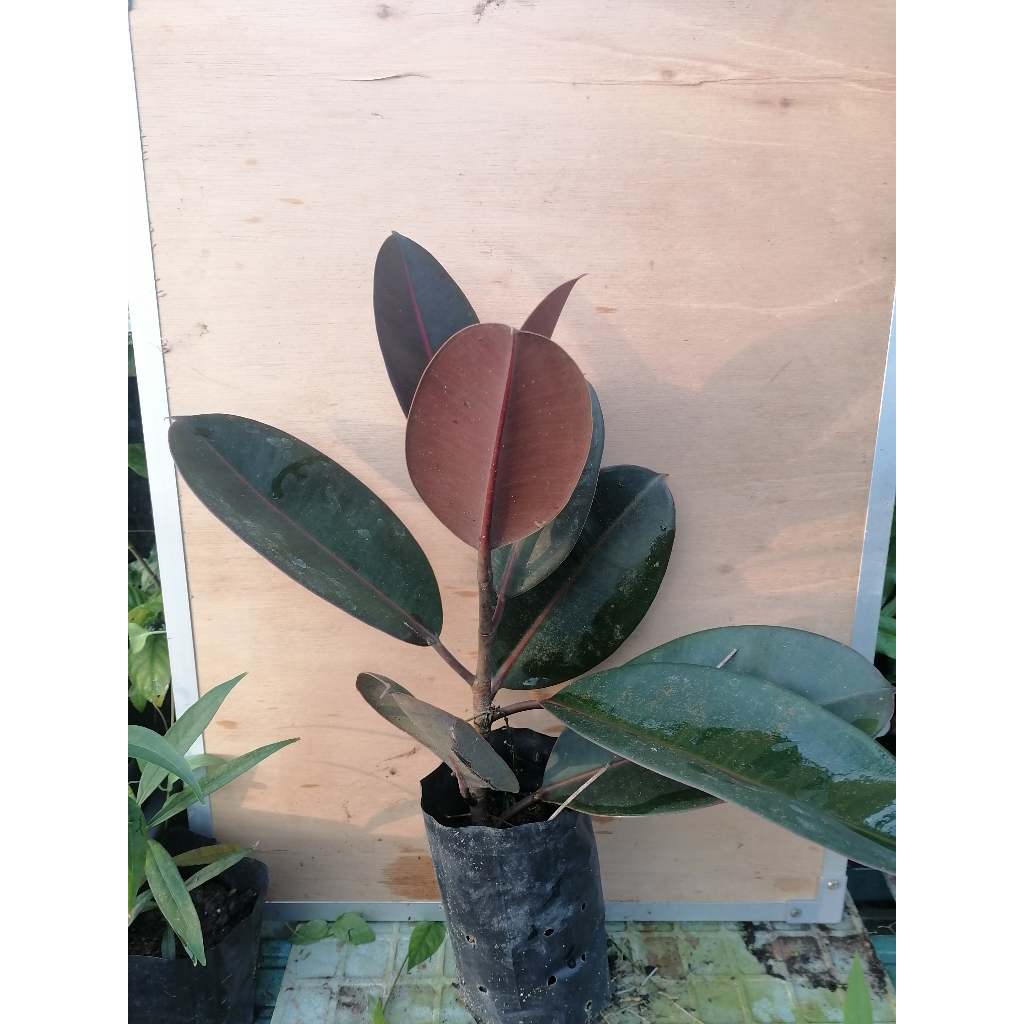 pokok rubber plant, ara kerbau (ficus elastica), pokok stabil dalam ...