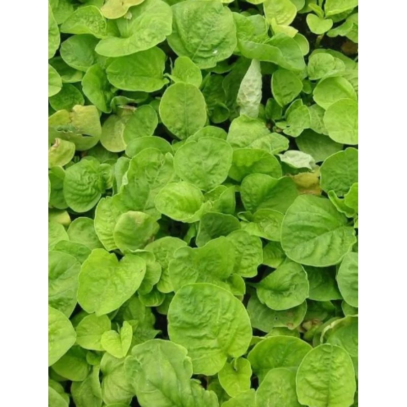 Amaranth(round leaf)seeds苋菜（圆叶) 种子biji benih Bayam hijau(daun bulat ...