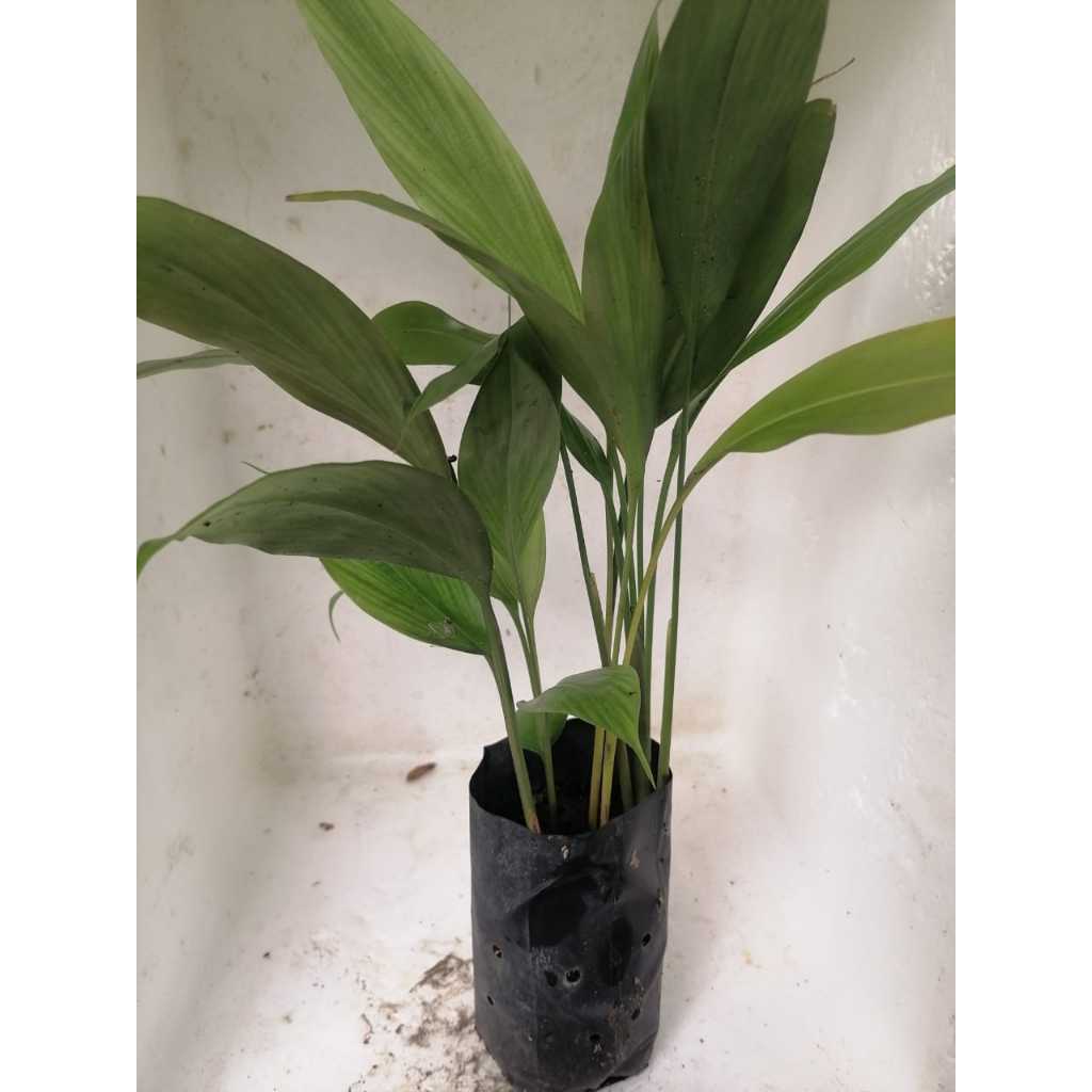 pokok serai acheh dalam polybag (pokok herba) | Shopee Malaysia