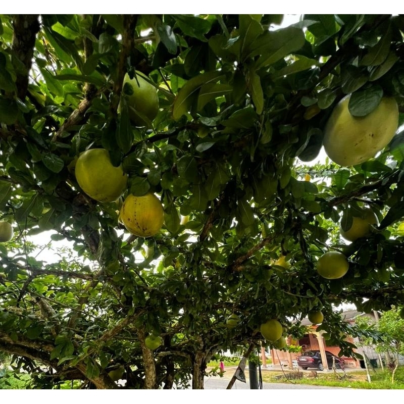 BUAH LABU KAYU UNTUK KESIHATAN | Shopee Malaysia