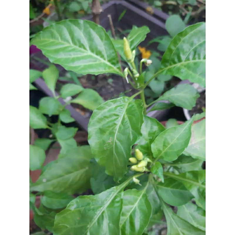 POKOK CILI PADI JAMBAK pokok sayur | Shopee Malaysia