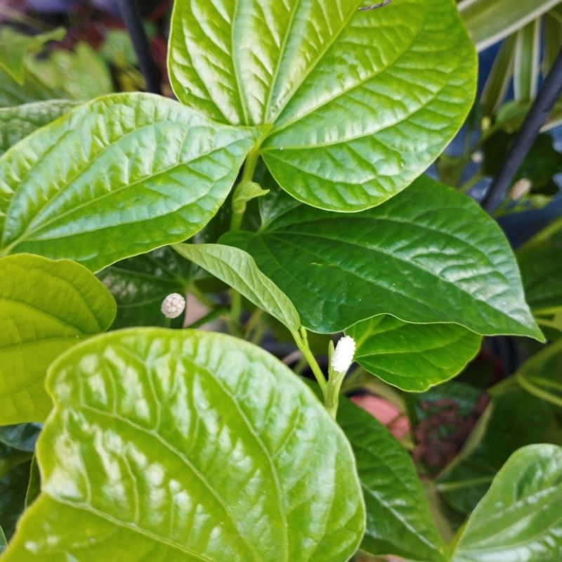 Anak Pokok Kaduk Ubat Herbal Tradisional Pokok Miang Kham | Shopee Malaysia