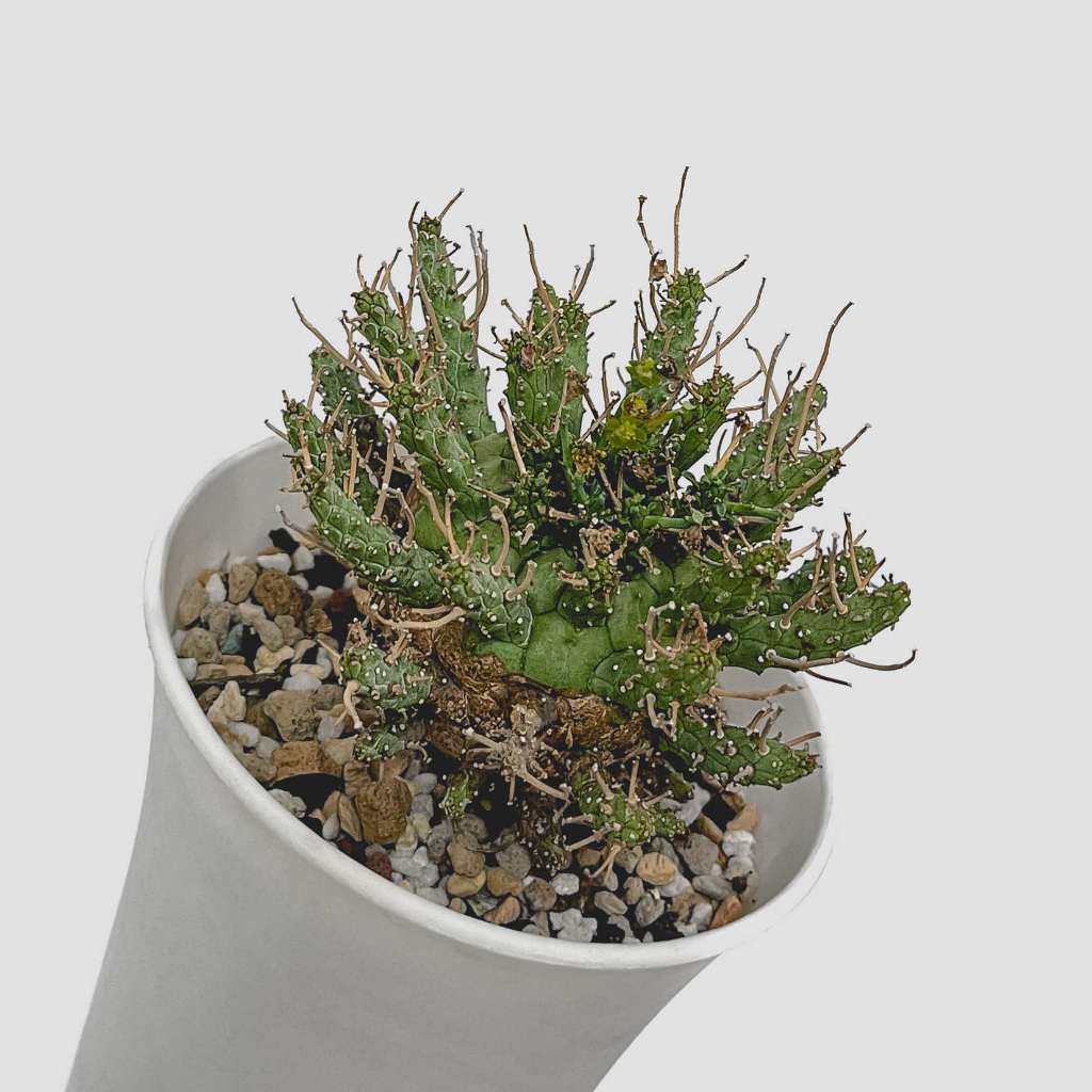 zac.culent - Euphorbia fusca (Caudex Succulent) | Shopee Malaysia