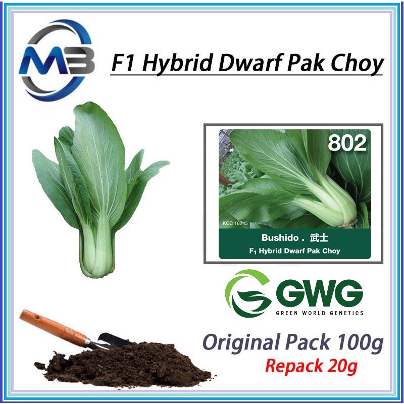 100G GWG 802 PAK CHOY LECKAT PREMIUM F1 HYBRID SEED GWG BIJI BENIH ...