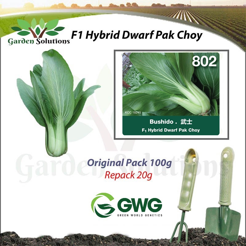 100G GWG 802 PAK CHOY LECKAT PREMIUM F1 HYBRID SEED GWG BIJI BENIH ...