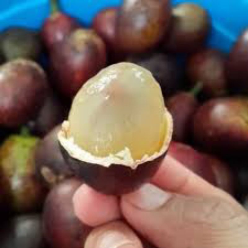 Matoa Buah Matoa 1KG | Shopee Malaysia