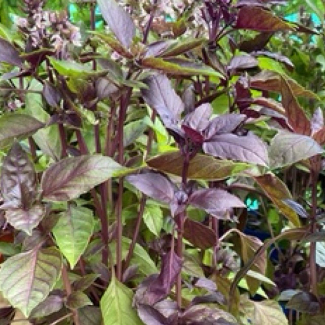 POKOK purple thai Basil/ Italian Basil/ Green Thai Basil/bayam brazil ...